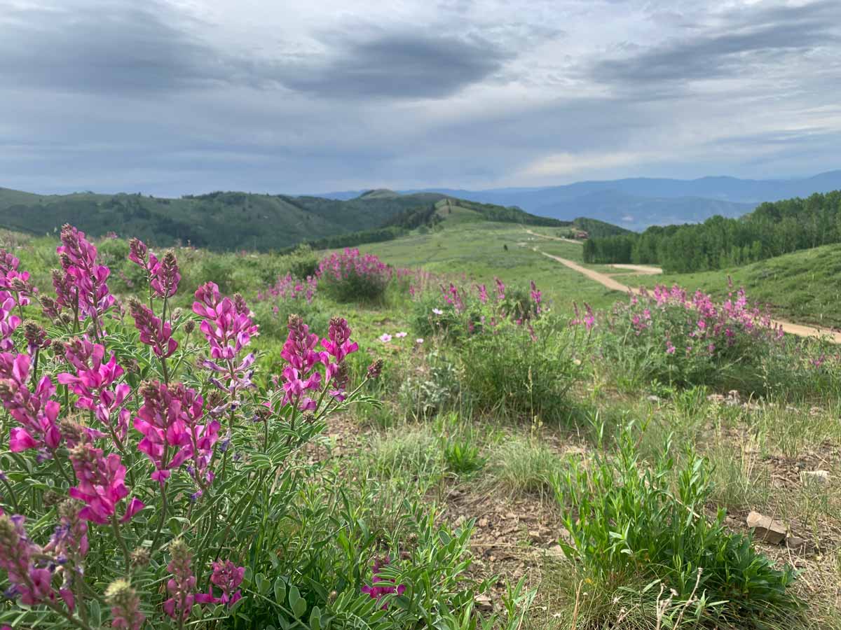 Services - Ecology Bridge Consulting - Park City, UT