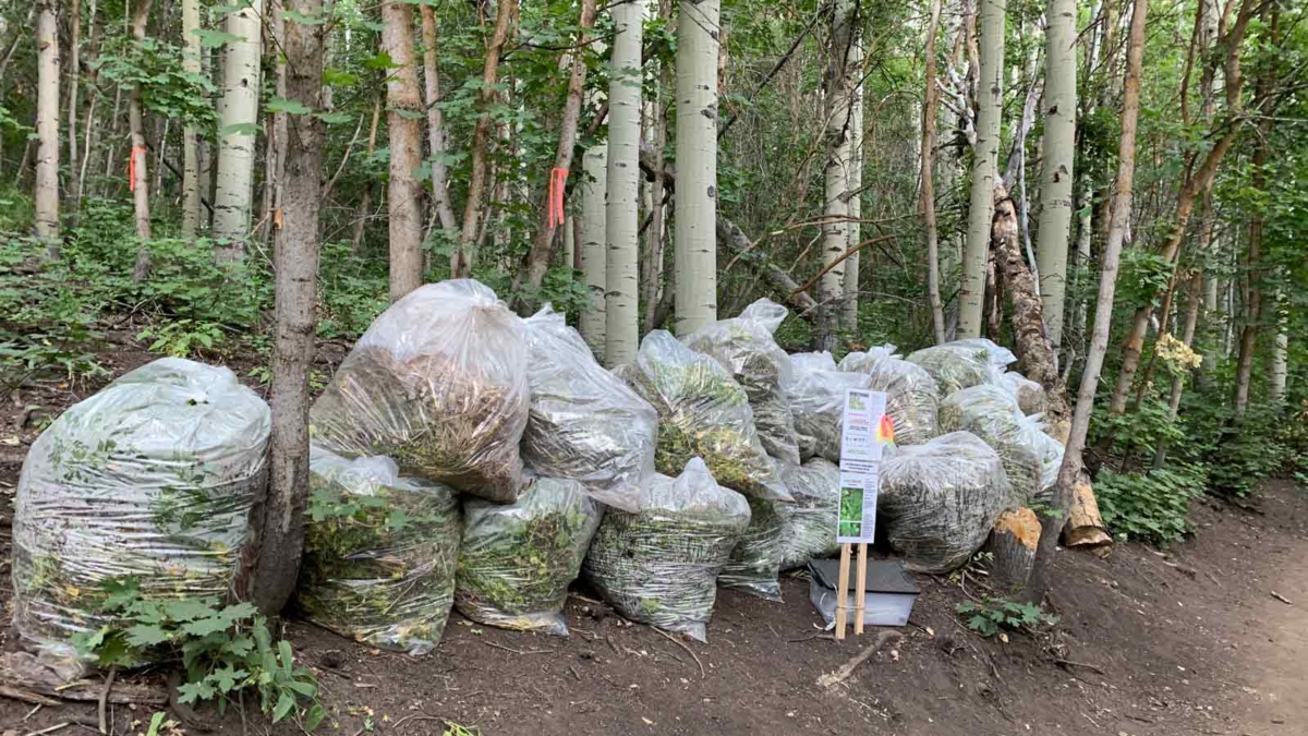 Home - Ecology Bridge Consulting - Park City, UT